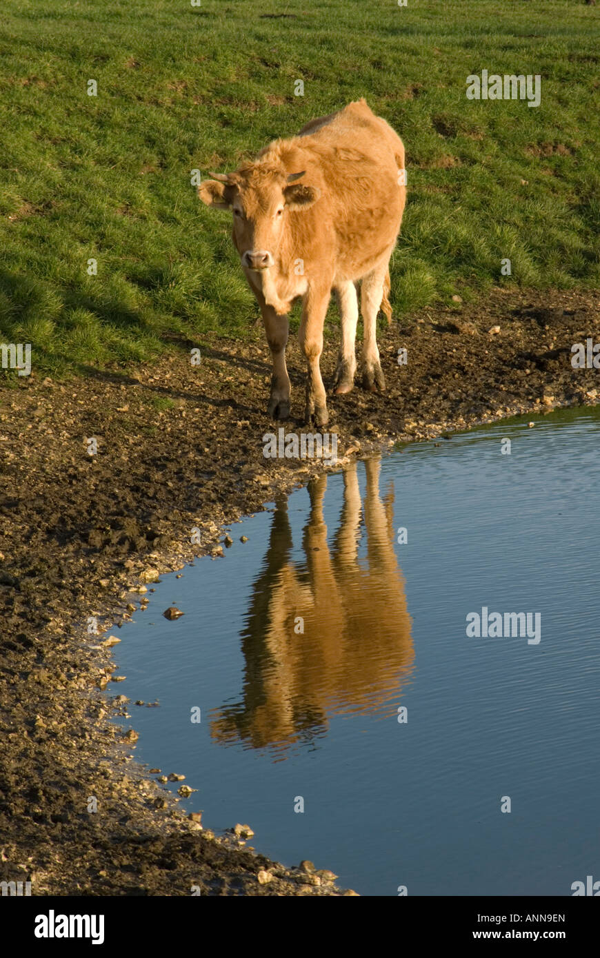 cow next to water pool with reflection Stock Photo - Alamy