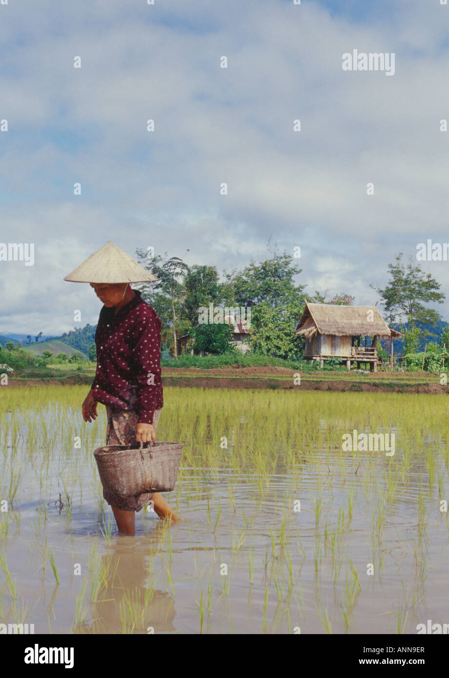 women planting rice in paddy field, Laos Stock Photo - Alamy