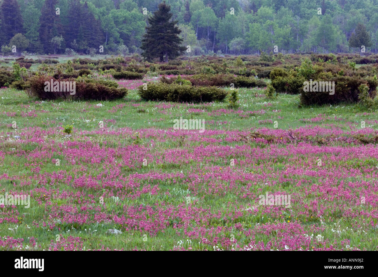 Upland alvar with flowering prairie smoke juniper bushes and oak trees ...