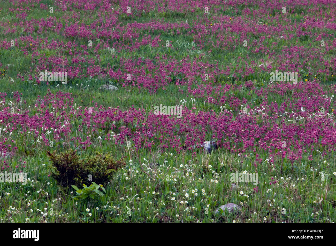 Upland alvar with flowering prairie smoke, juniper and oak trees in ...