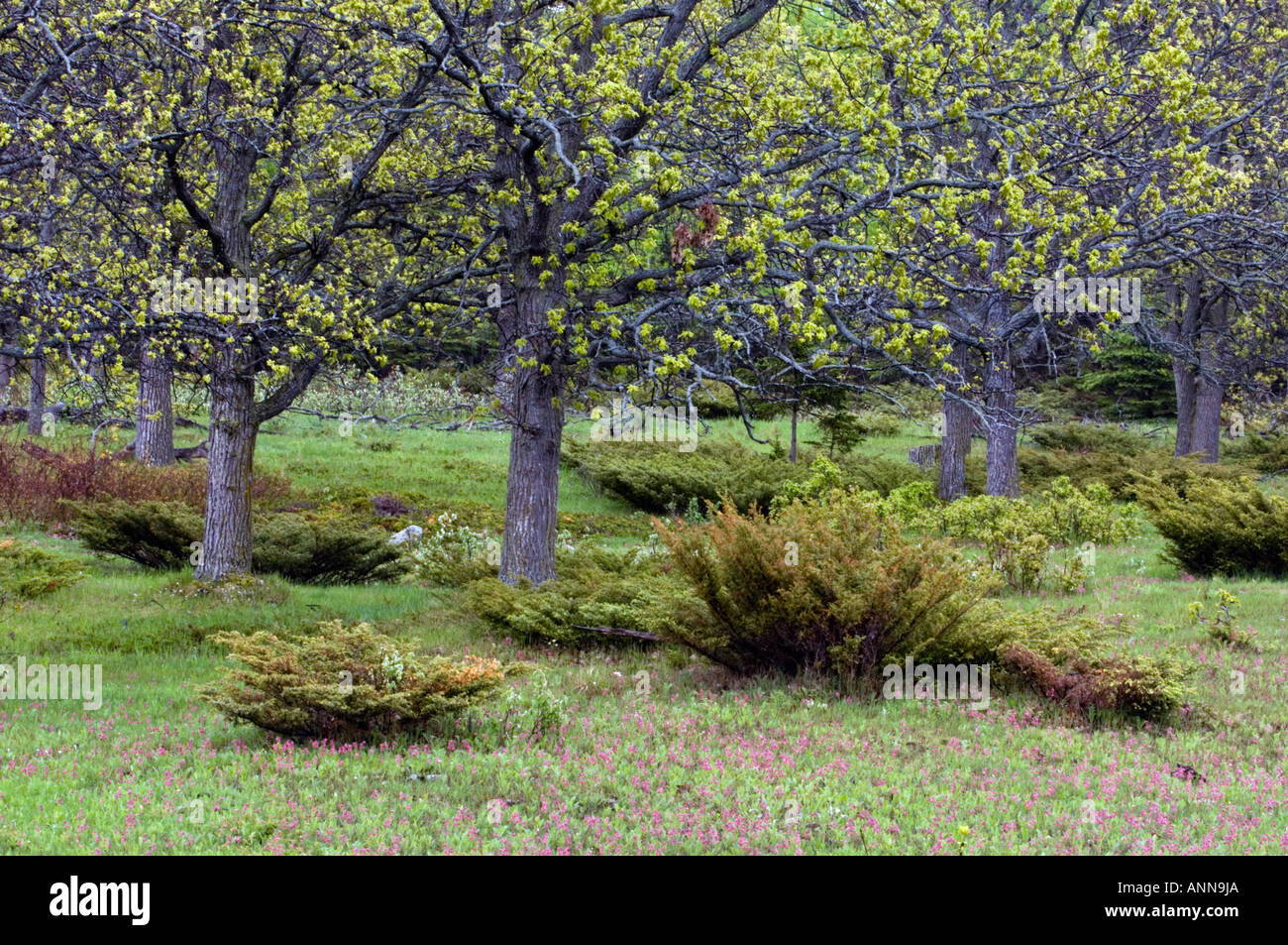 Upland habitats hi-res stock photography and images - Alamy