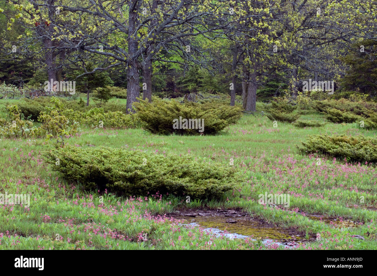 Upland habitats hi-res stock photography and images - Alamy