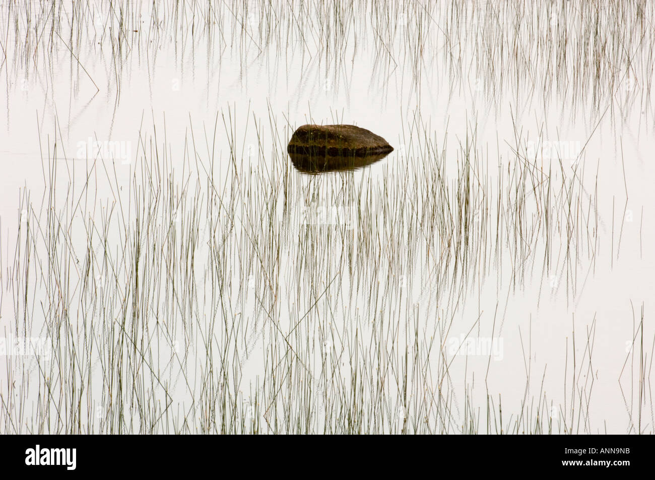 Partly submerged boulder with sedges and reeds in alvar pond, Little ...