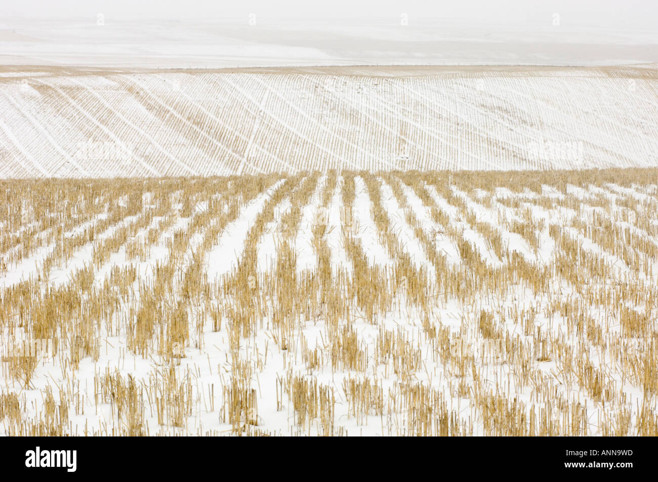 Stubblefield prairie with light snow and machine tracks, Cadillac ...