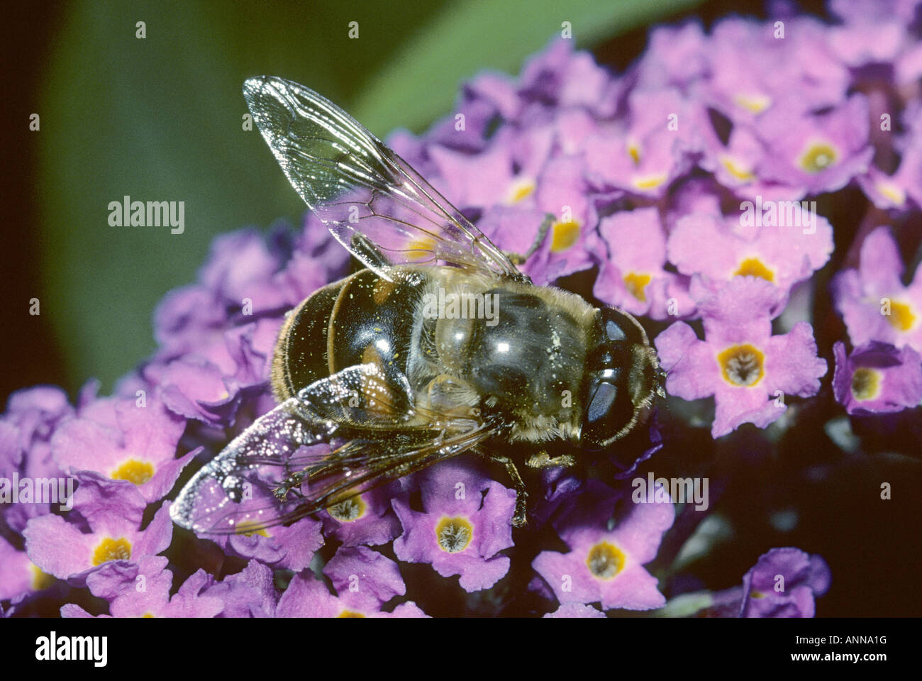 Bumble bee Kent England Stock Photo - Alamy