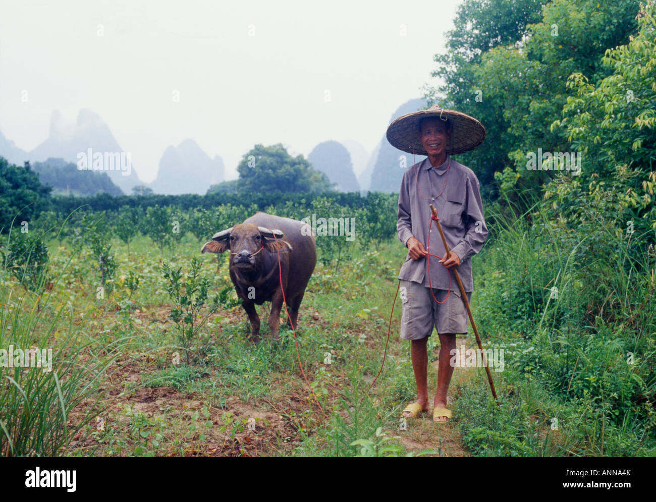 Chinese farmer cow hi-res stock photography and images - Alamy