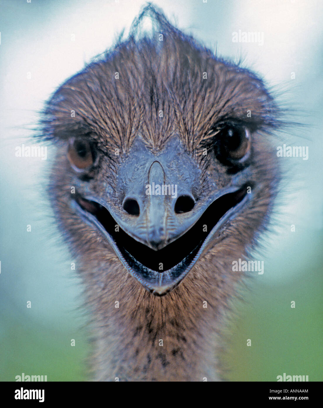 0136 Emu Queensland Australia Stock Photo - Alamy