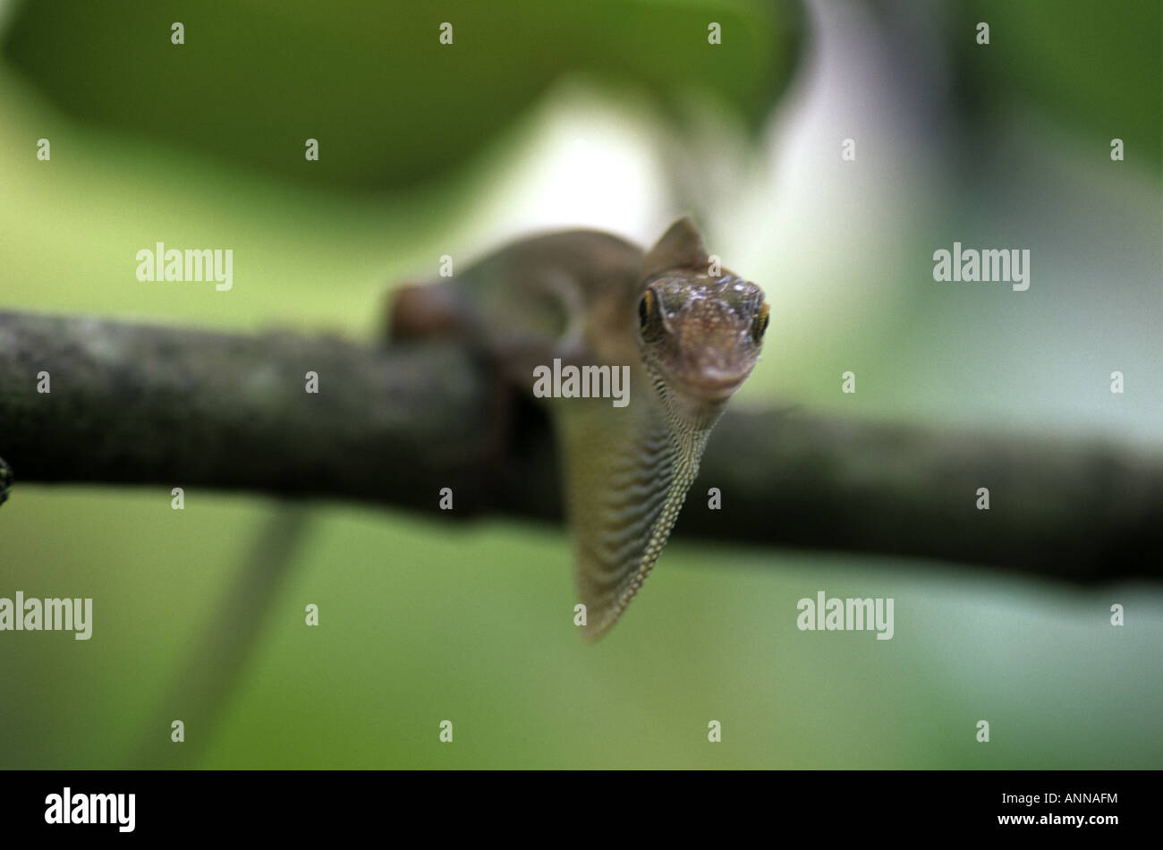 Caribbean Anole with chin flap display, Saint Lucia Stock Photo - Alamy