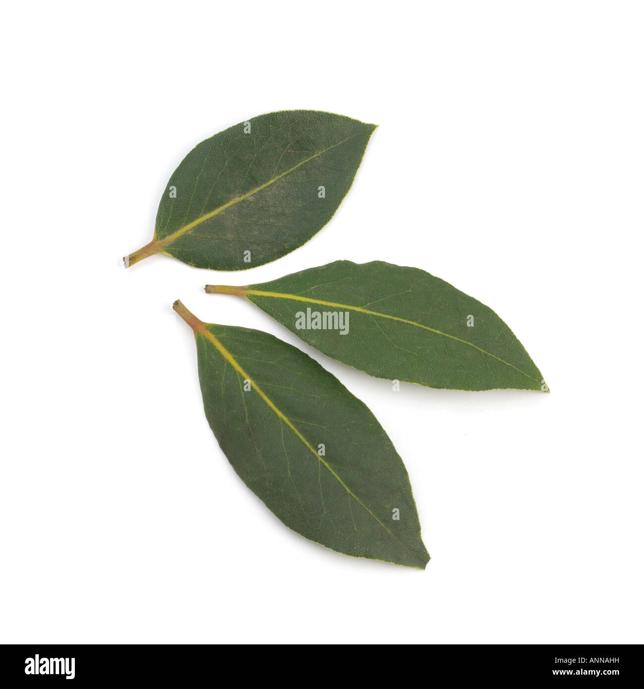Bay leaves Cut Out Stock Images & Pictures - Alamy