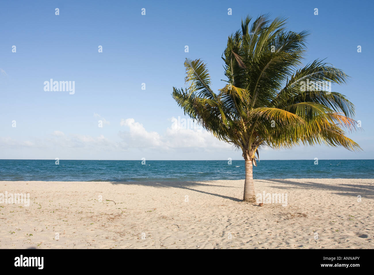 Lone palm tree on a beach Stock Photo - Alamy