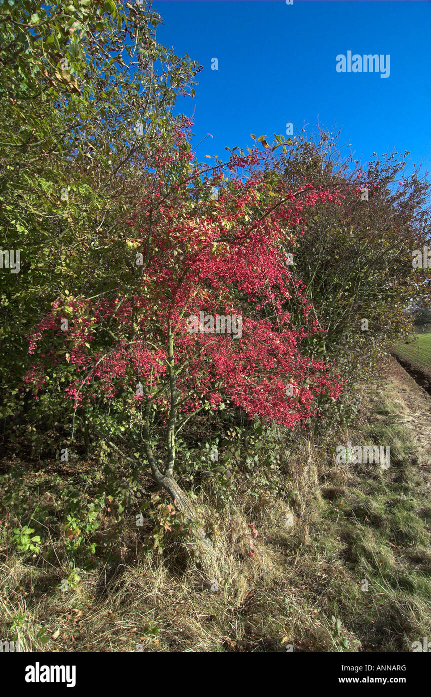 Spindle tree Euonymus europeaus Stock Photo - Alamy