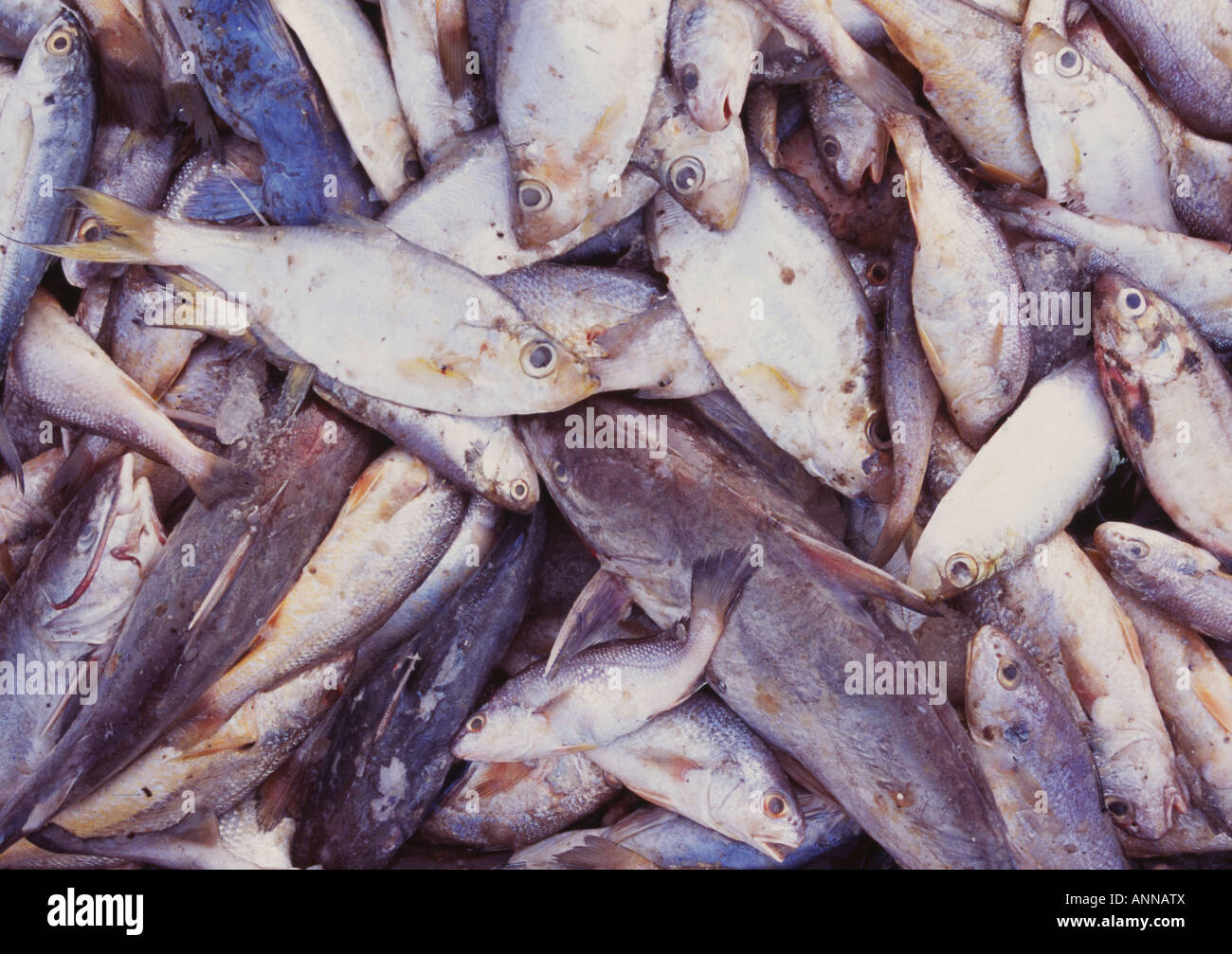 fish in bucket, fish market, India Stock Photo - Alamy