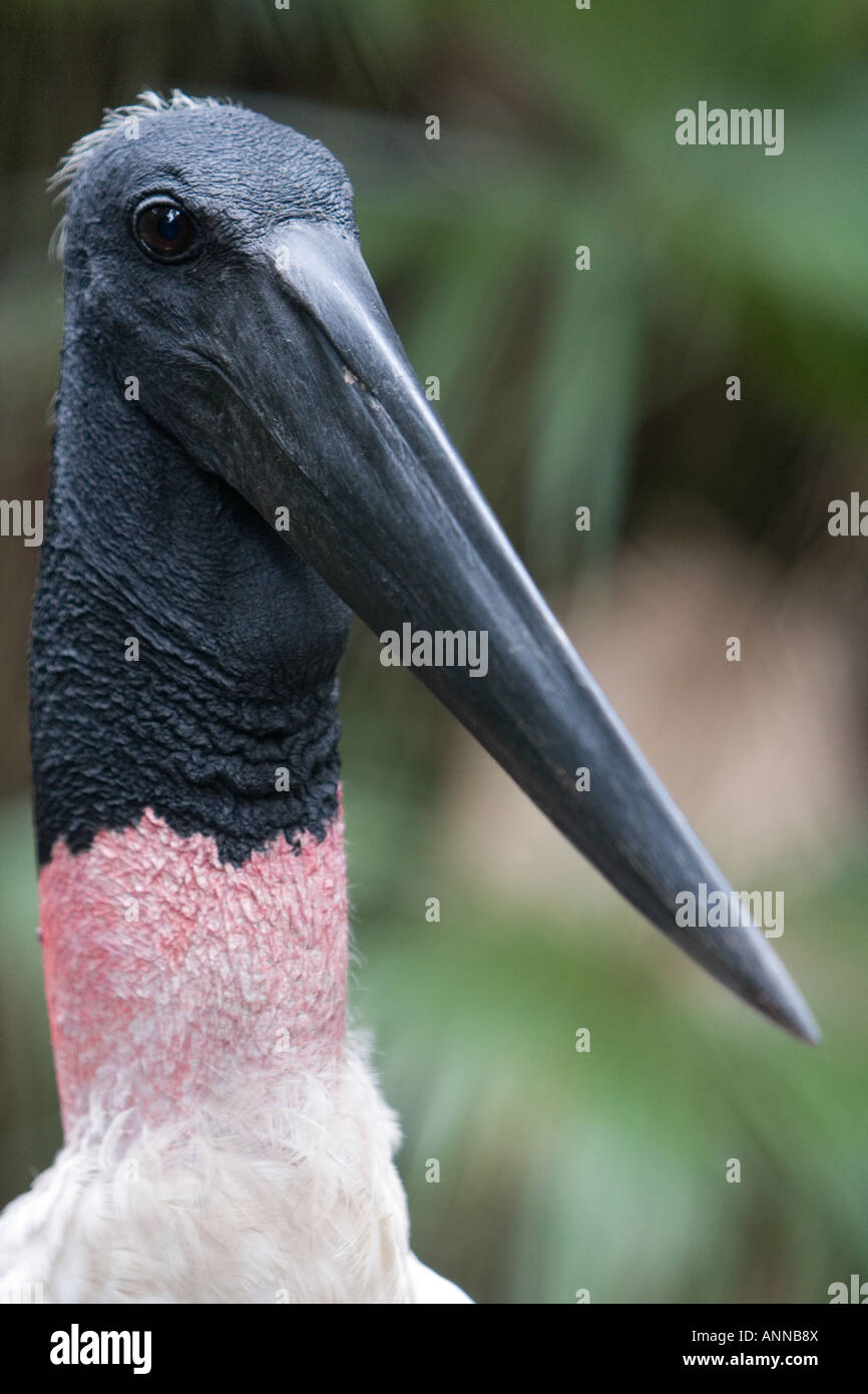 Jabiru zoo hi-res stock photography and images - Alamy