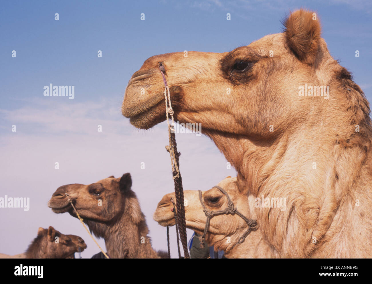 camels head, Thar desert, India Stock Photo - Alamy