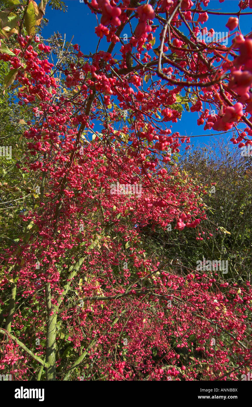 Spindle tree Euonymus europeaus Stock Photo - Alamy