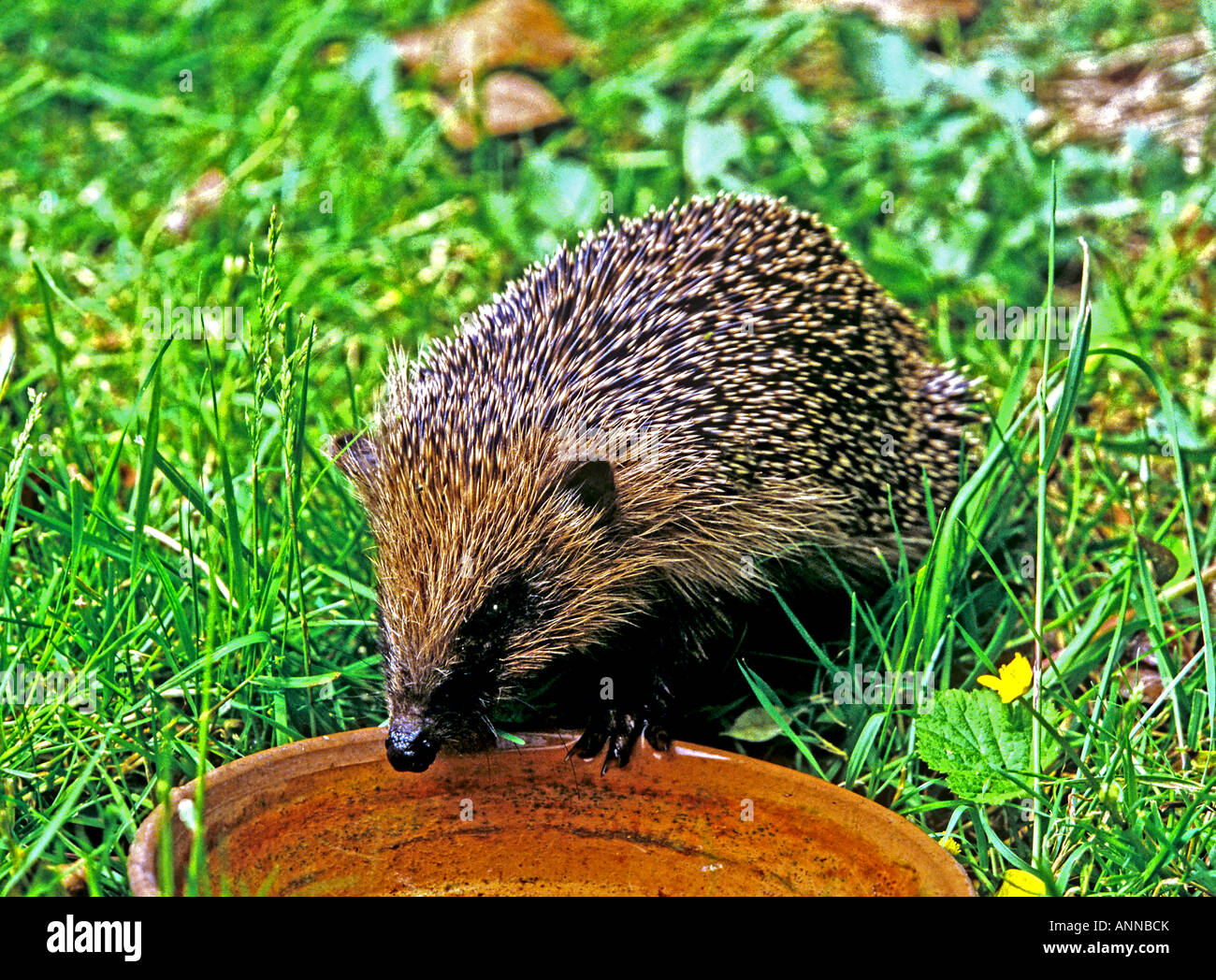 0141 Hedgehog Kent England Stock Photo - Alamy