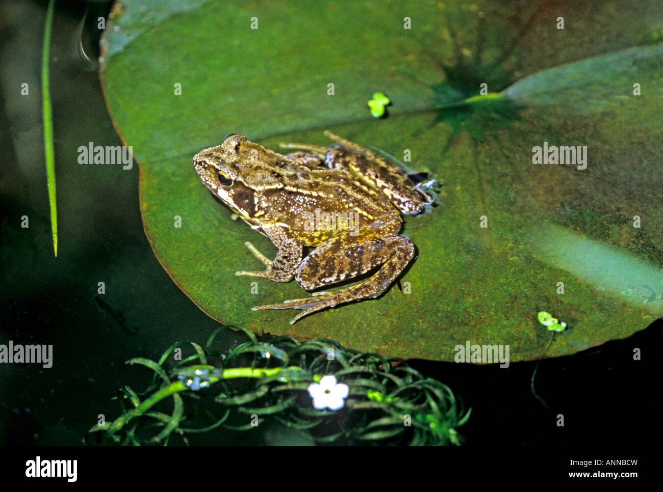 0138 Frog on lily pad Kent England Stock Photo - Alamy