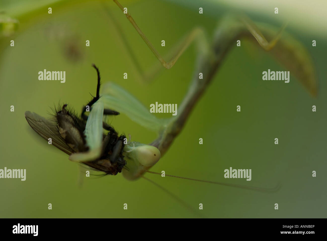 praying mantis eating house fly Stock Photo - Alamy