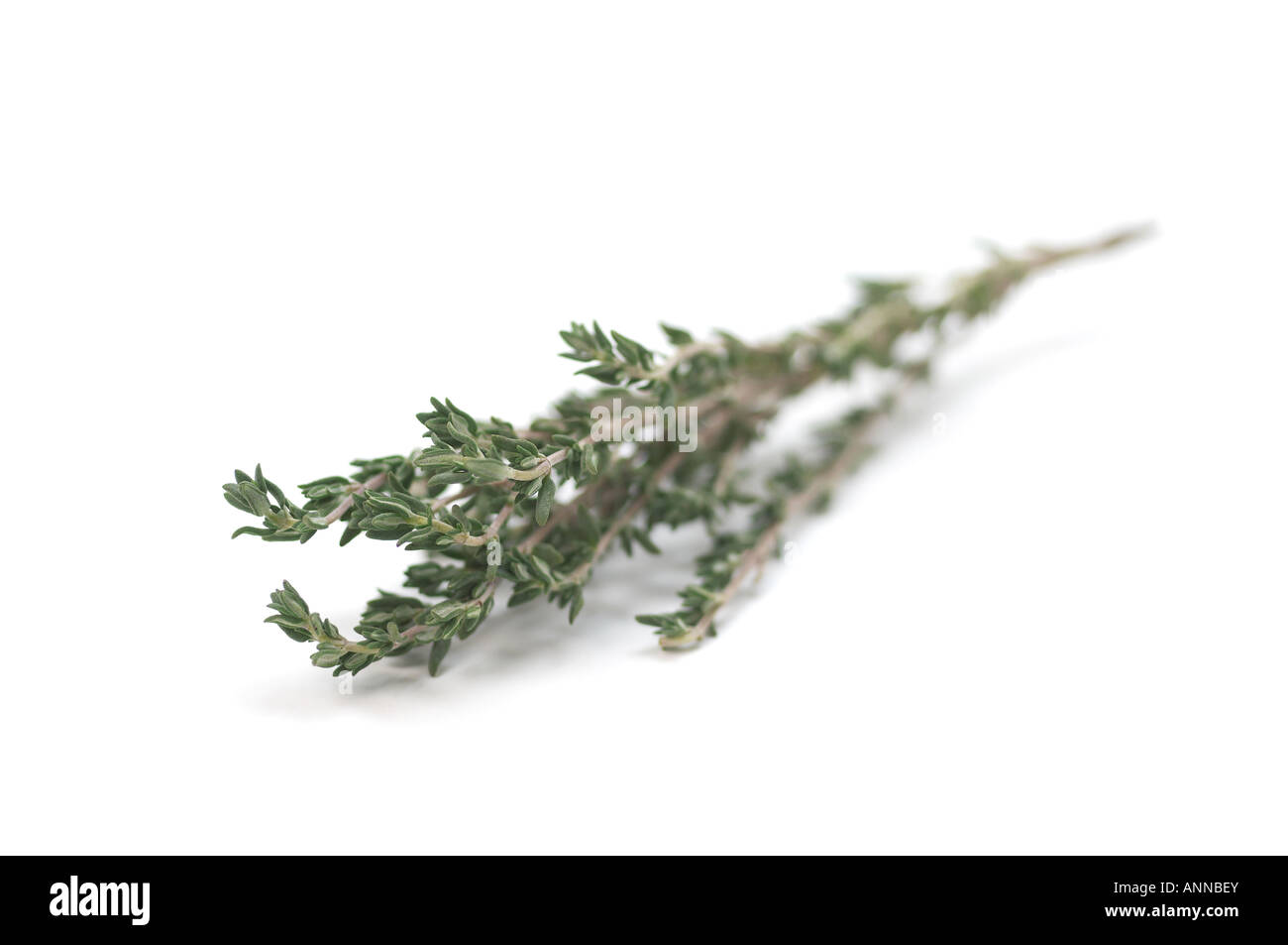 Shallow blur Cut Out Stock Images & Pictures - Alamy