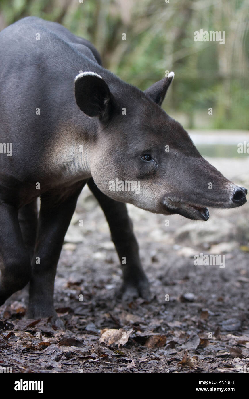 April the Tapir the animal icon of Belize Stock Photo - Alamy