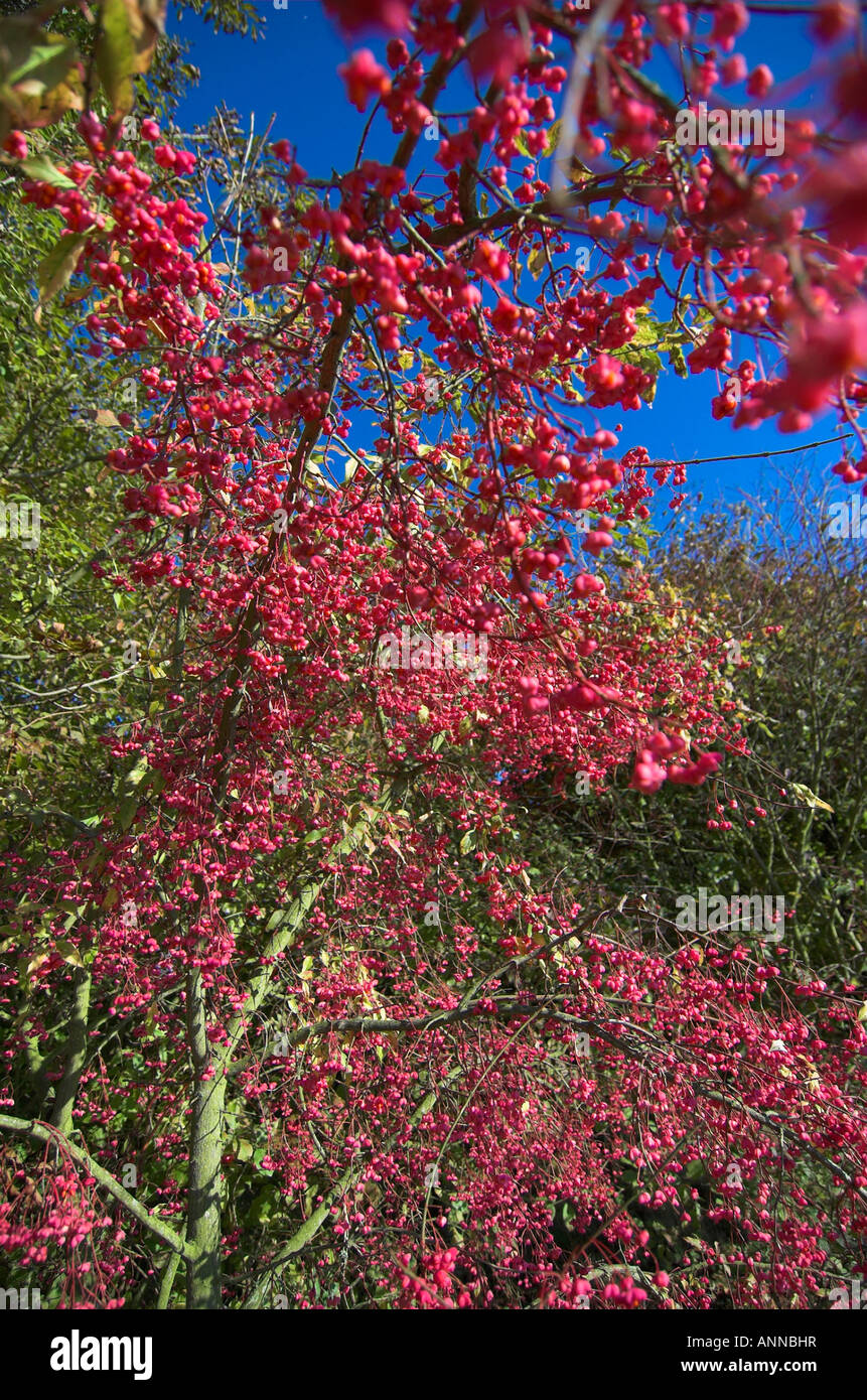Spindle tree Euonymus europeaus Stock Photo - Alamy