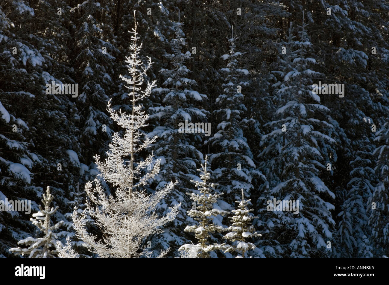 Dense boreal forests hi-res stock photography and images - Alamy