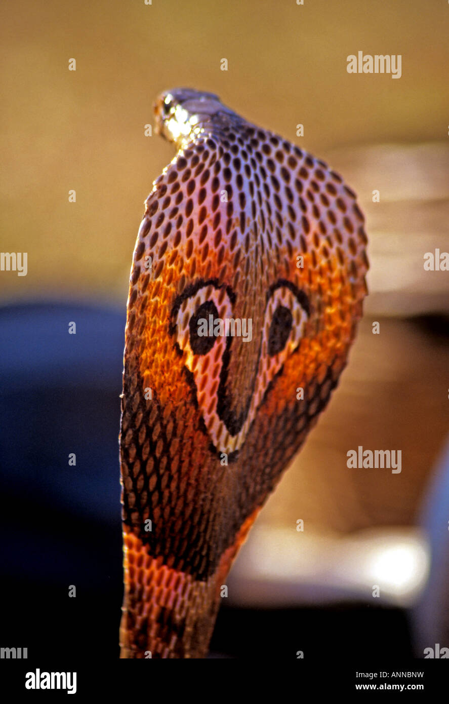 Hooded cobra hi-res stock photography and images - Alamy