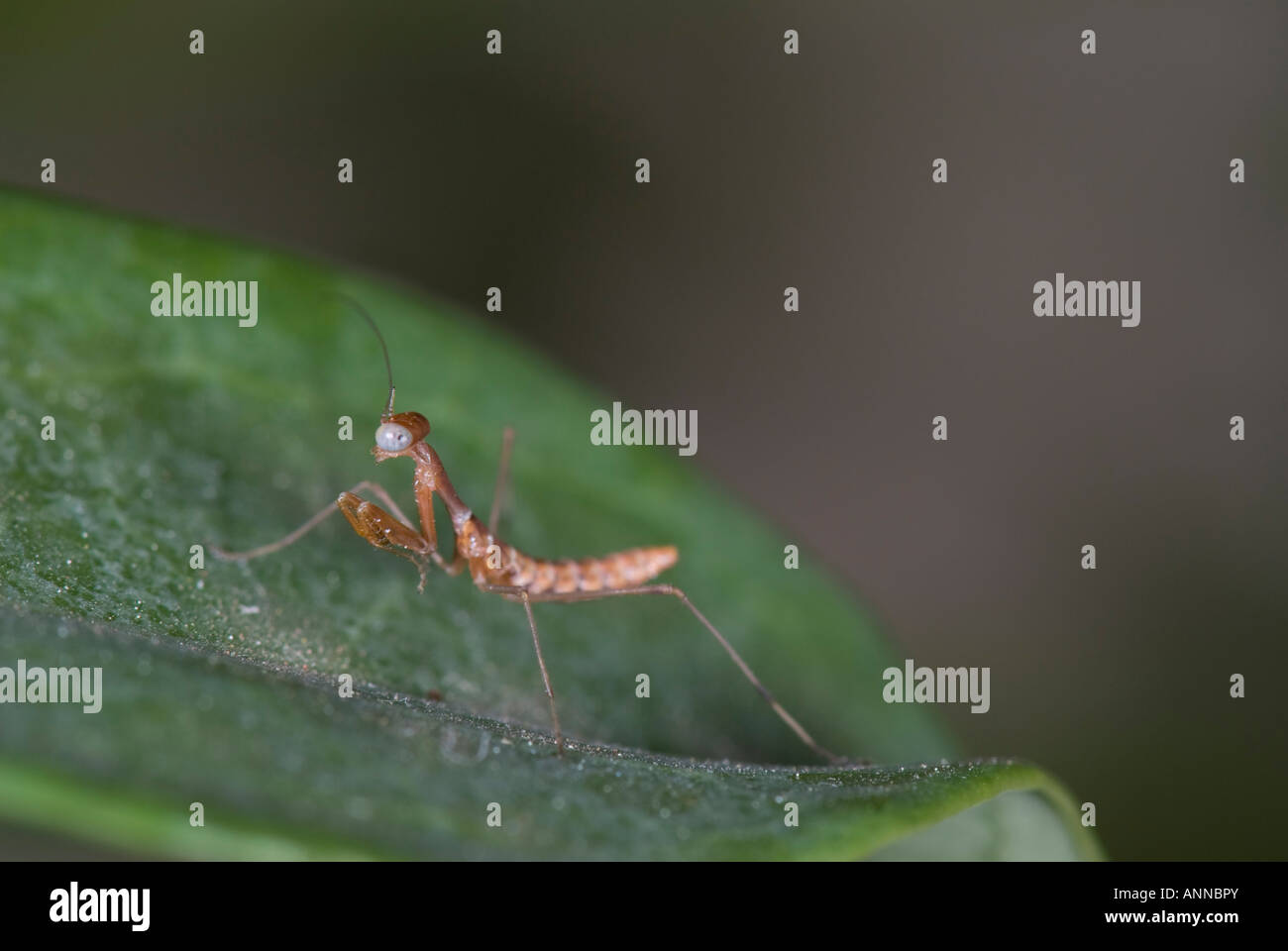 Praying Mantis young 2nd instar Stock Photo - Alamy