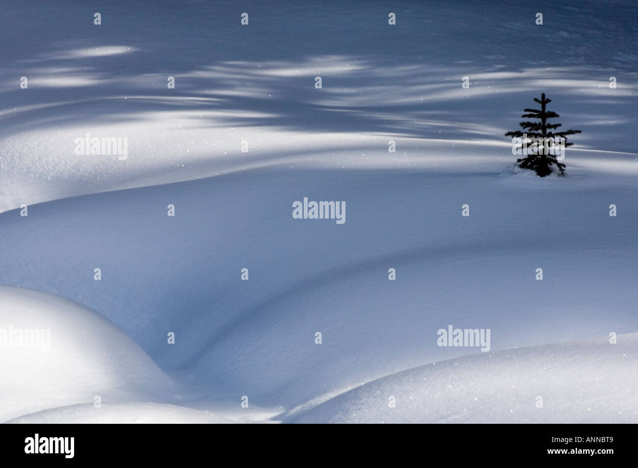 Pine tree and snow mounds along Icefields Parkway, Banff National Park ...