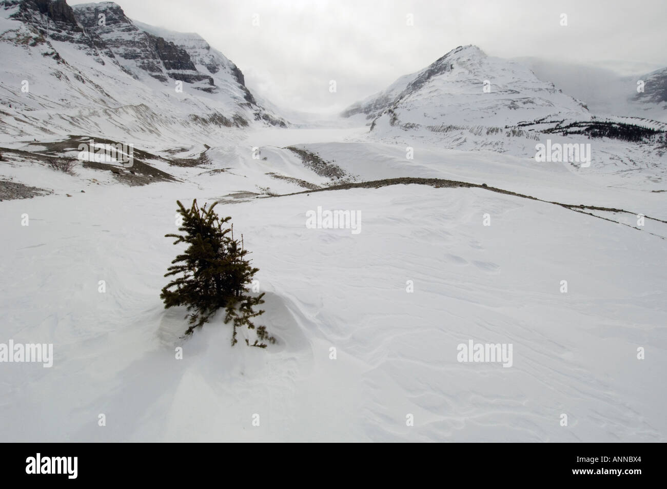 Athabasca glacier receding hi-res stock photography and images - Alamy