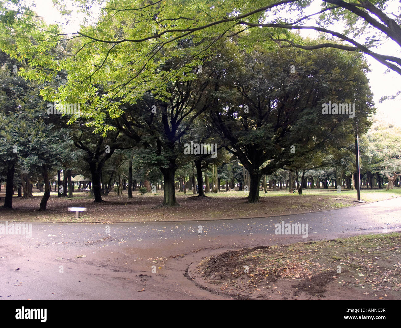 Forest shibuya hi-res stock photography and images - Alamy