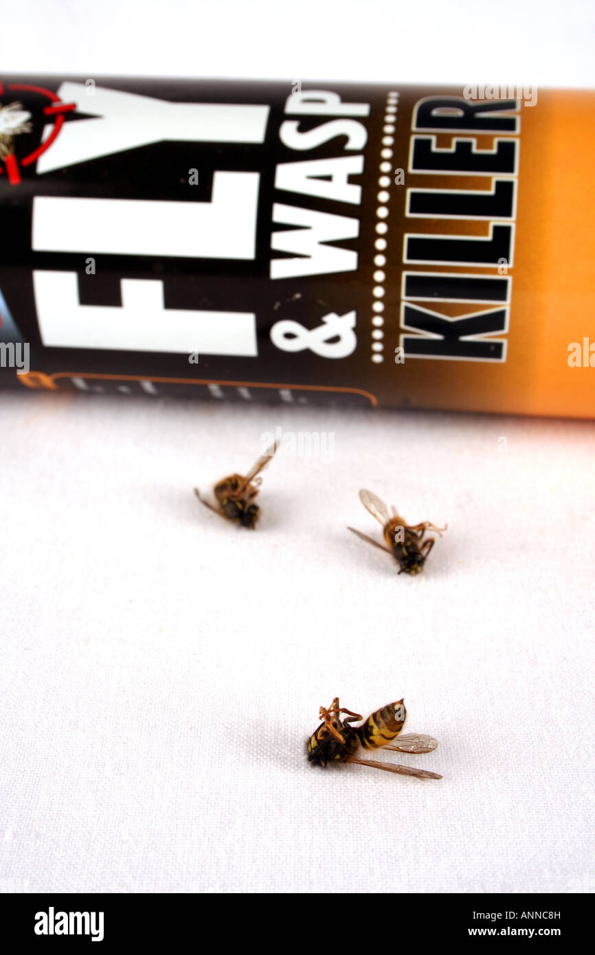 Close up of a Can of fly spray and dead wasps Stock Photo - Alamy