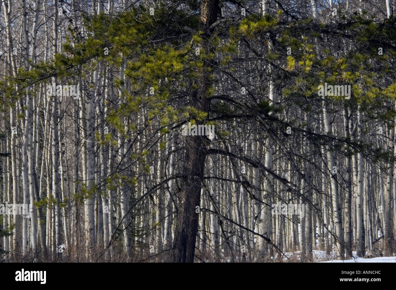 Montane pine woodland hi-res stock photography and images - Alamy