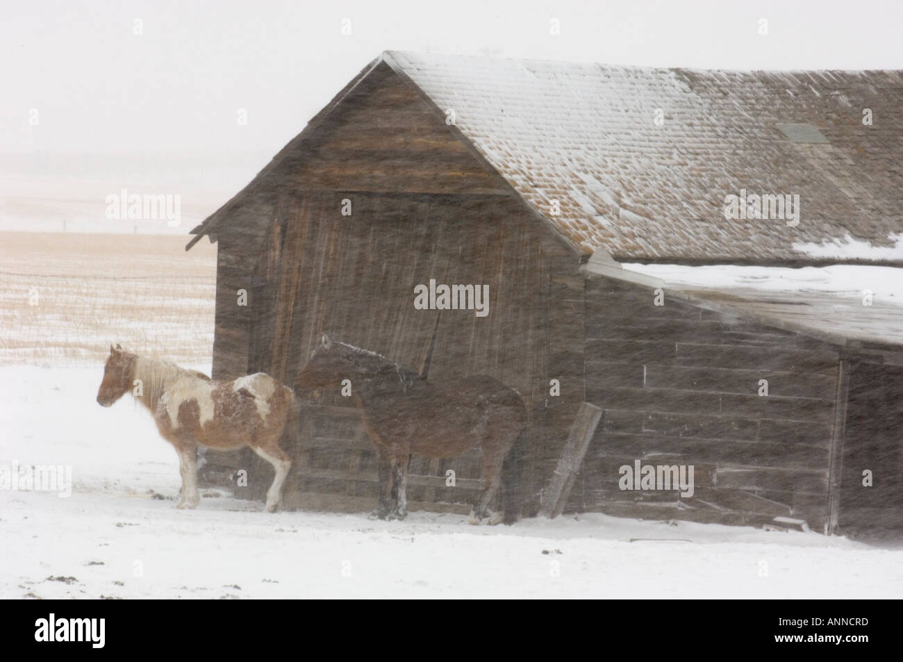 Blizzard [prairies winter storm] hi-res stock photography and images ...