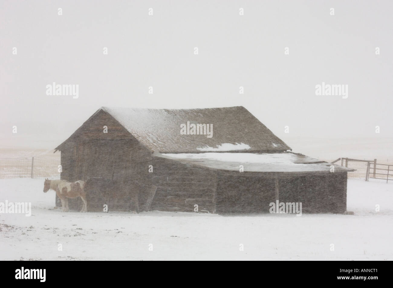 Blizzard [prairies winter storm] hi-res stock photography and images ...