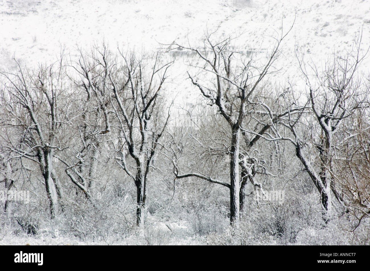 Blizzard [prairies winter storm] hi-res stock photography and images ...