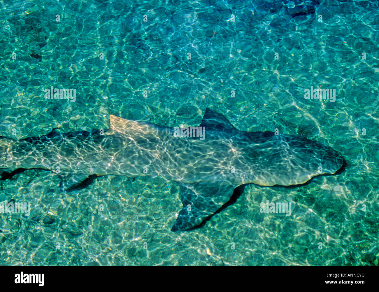 Sand Shark From Above