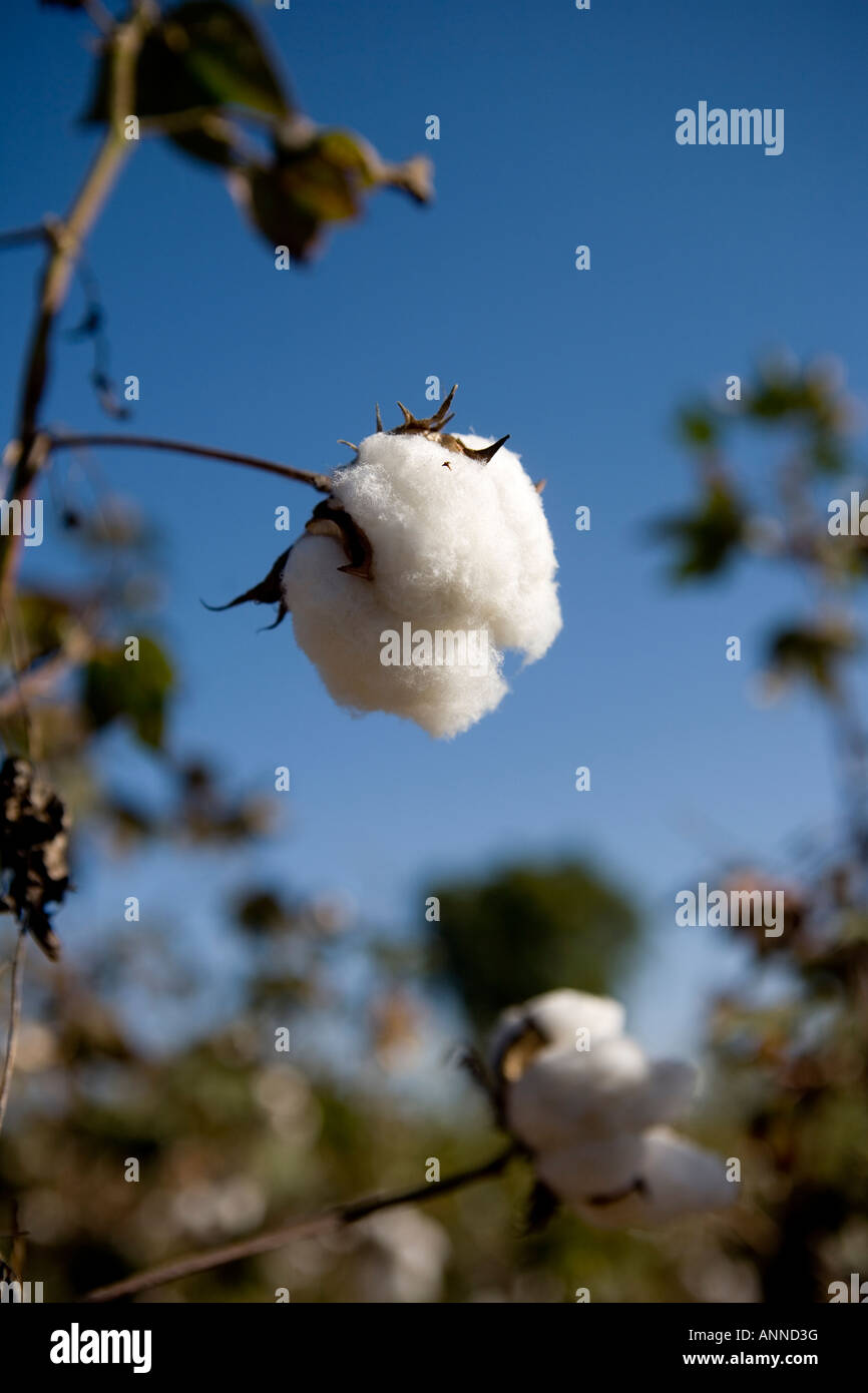 Fairtrade cotton bud, Mali Stock Photo - Alamy