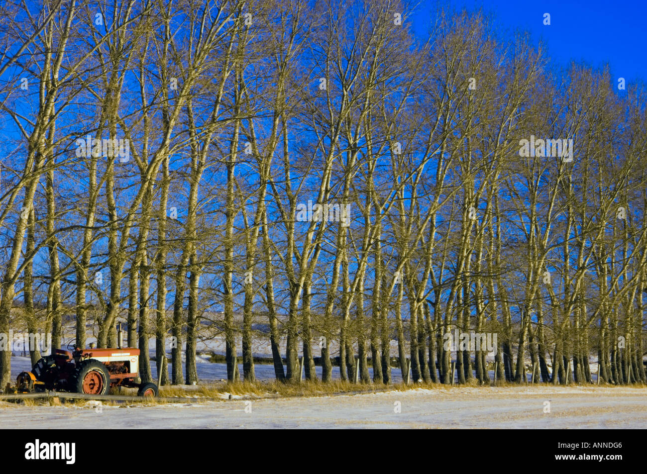 Shelter belt trees with red tractor, Picture Butte, Alberta, Canada ...