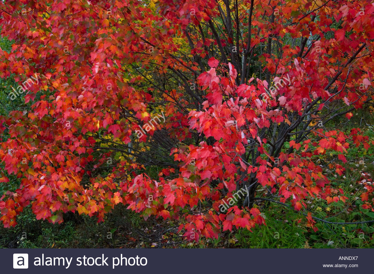 Understory Red Maple Stock Photos & Understory Red Maple Stock Images ...