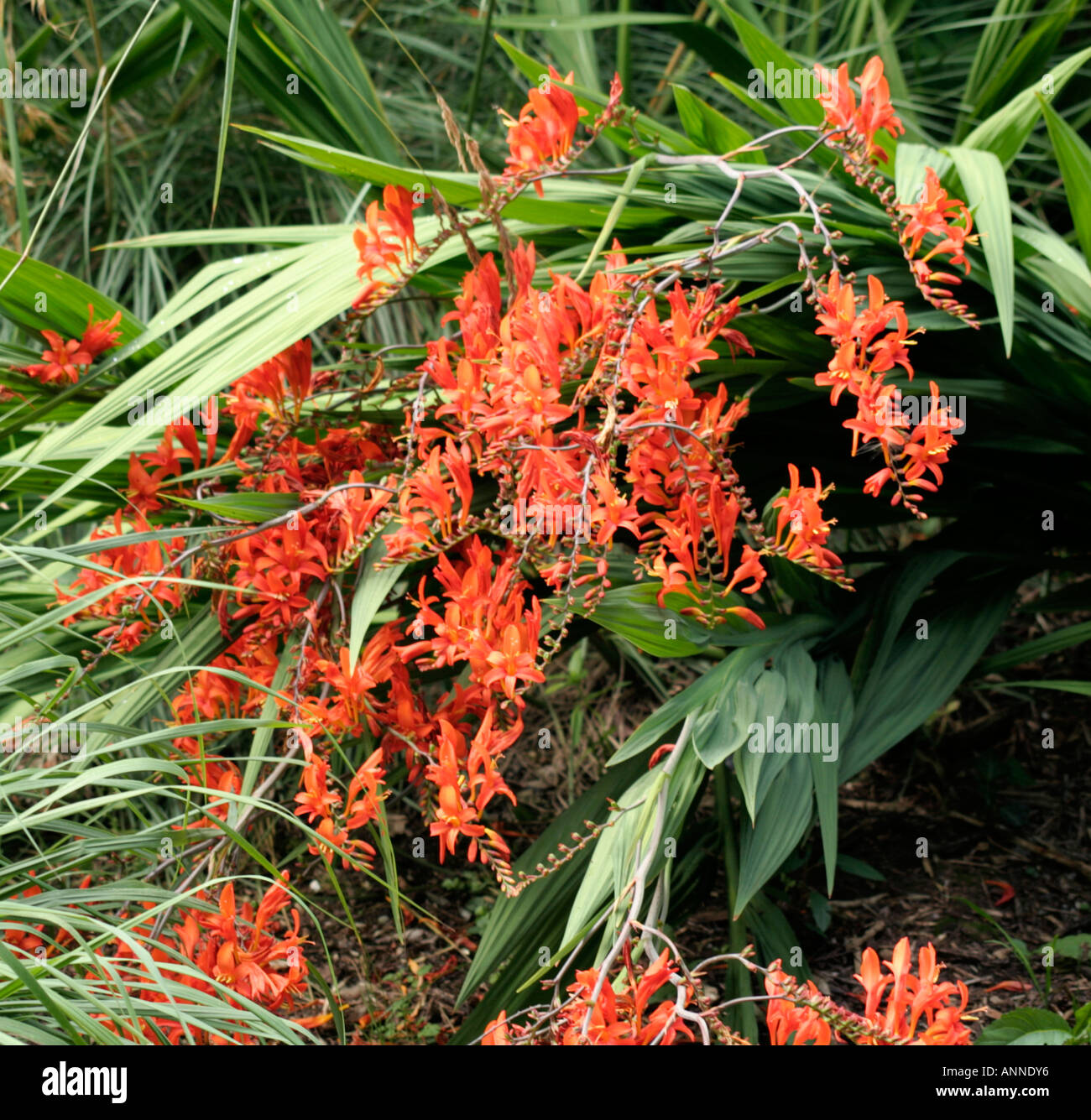 Crocosmia holbrook montbretia hi-res stock photography and images - Alamy