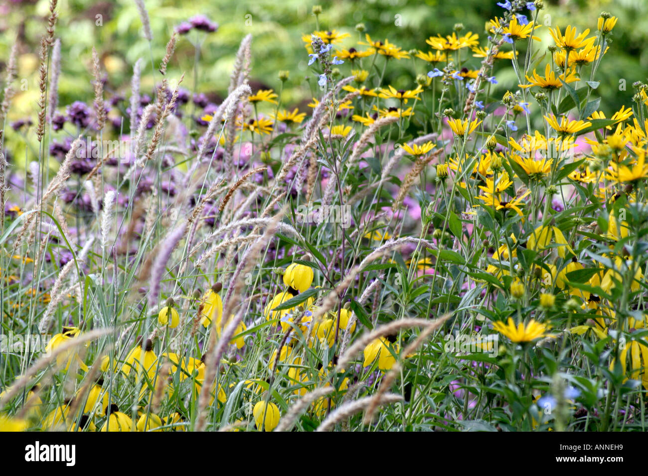 Naturalistic planting during August Stock Photo - Alamy