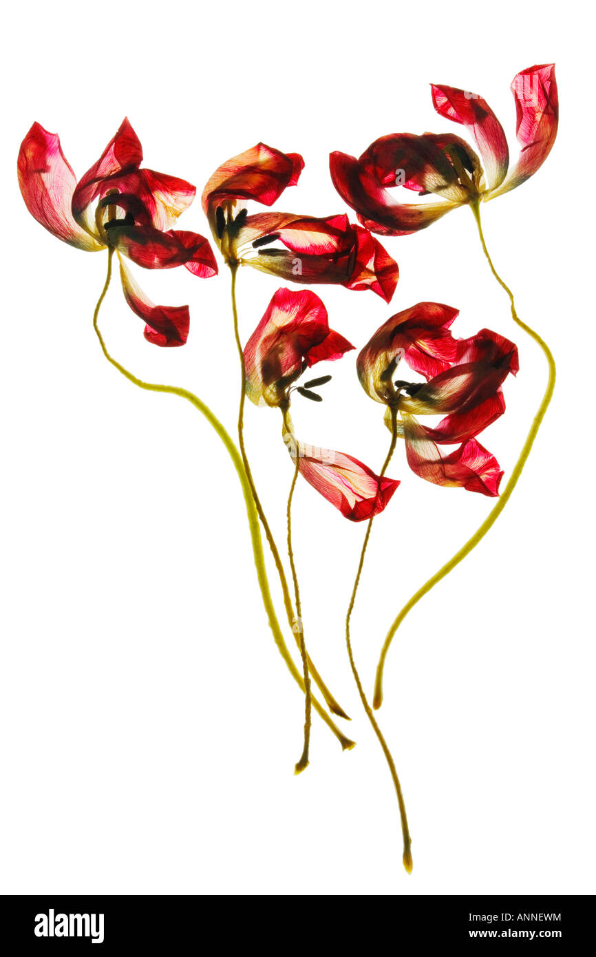 Dead tulips flower Cut Out Stock Images & Pictures - Alamy