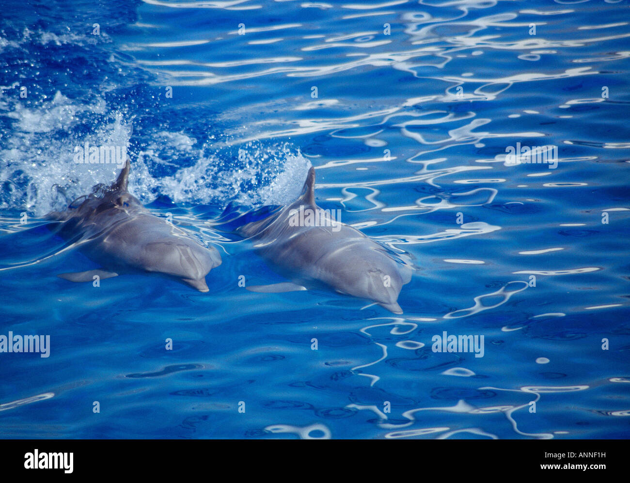 Delfin Azul