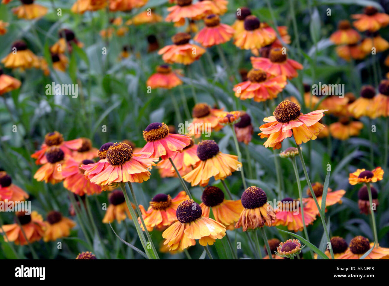 Helenium Sahin's Early Flowerer Stock Photo - Alamy