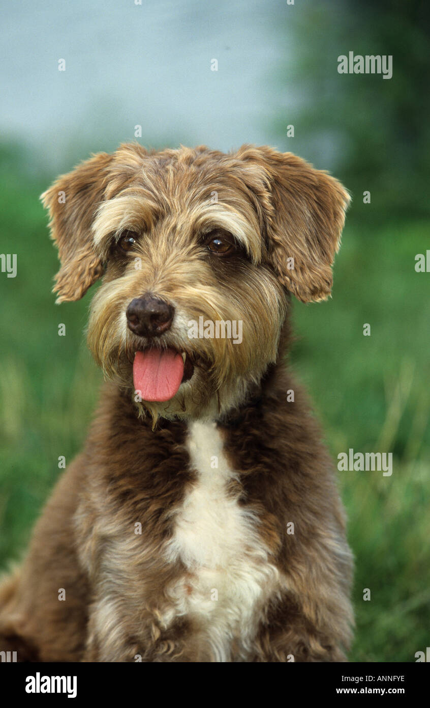 half breed dog - portrait Stock Photo - Alamy