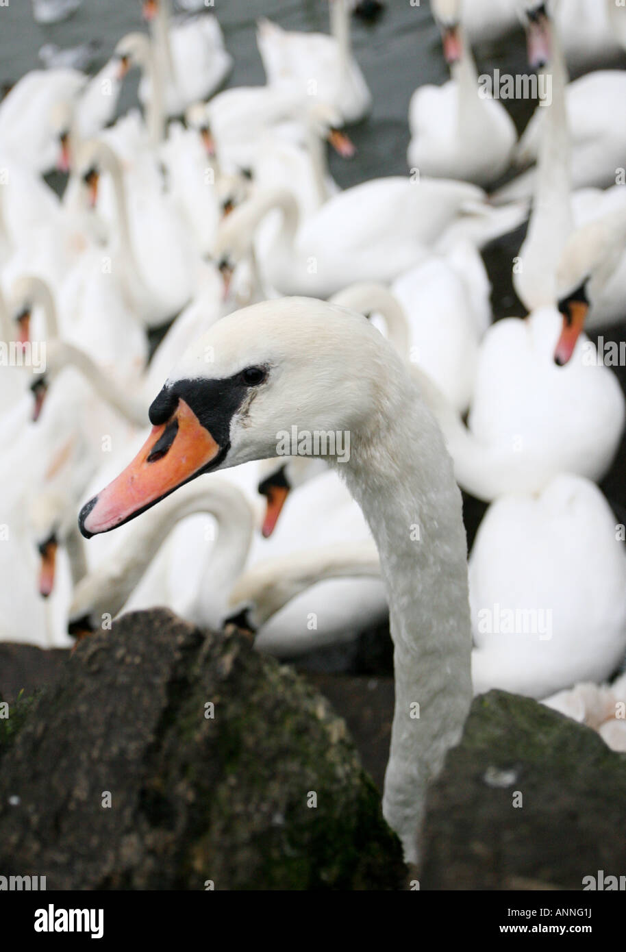 A white swan looks over a wall on the River Thames at Windsor England U ...