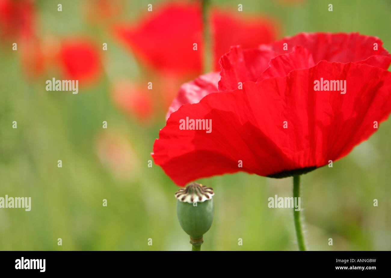 close-up of red poppy flower and seed head in poppy field Stock Photo ...