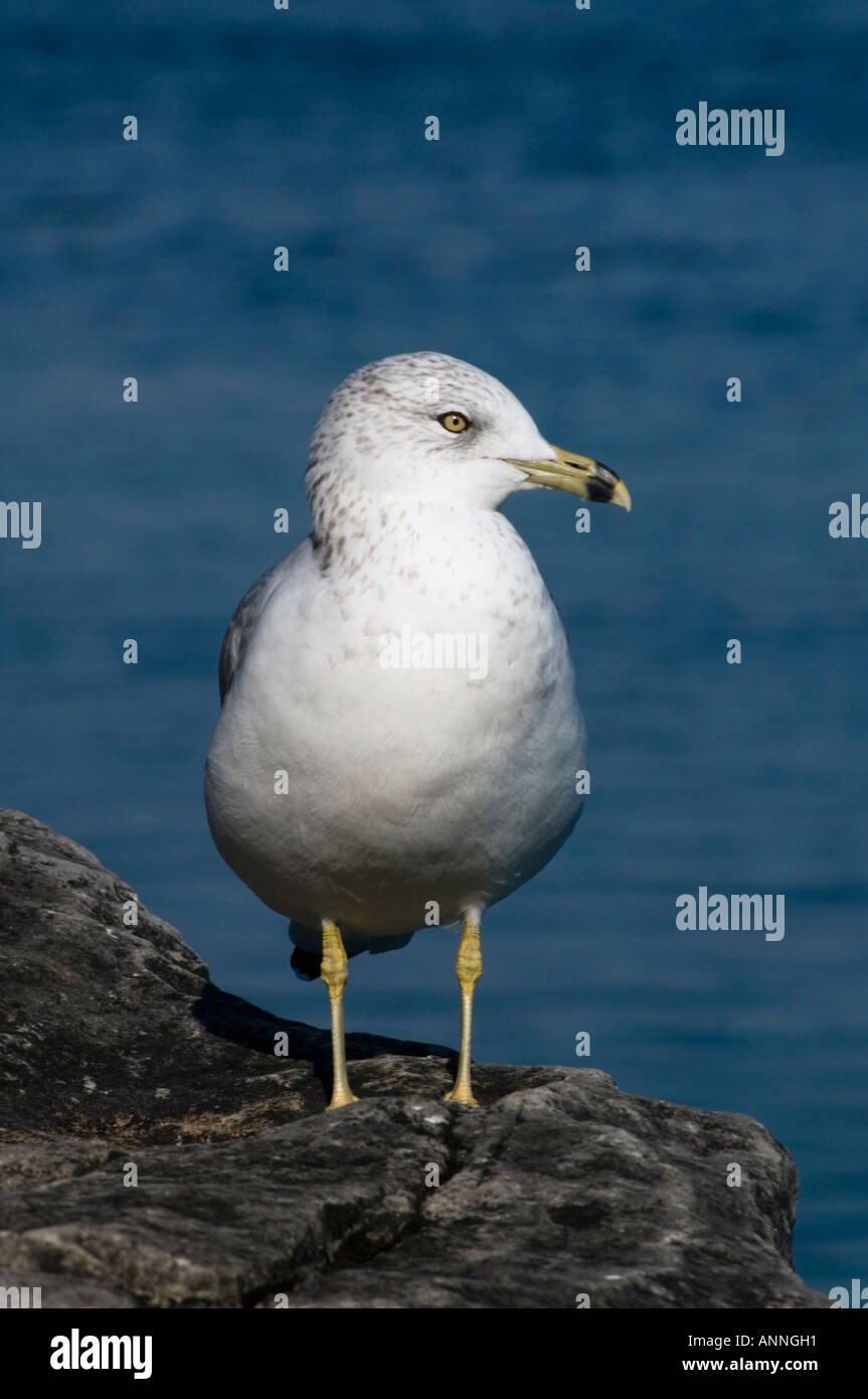 Ring bill gull Larus delawarensis standing on shoreline rocks Lake ...
