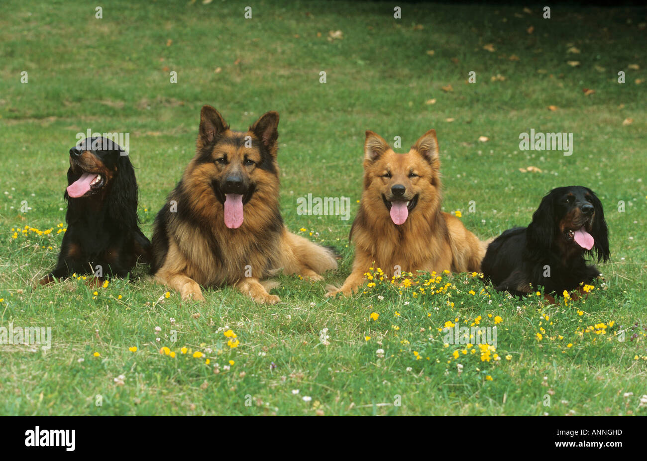 Gordon Setter German Shepherd Mix
